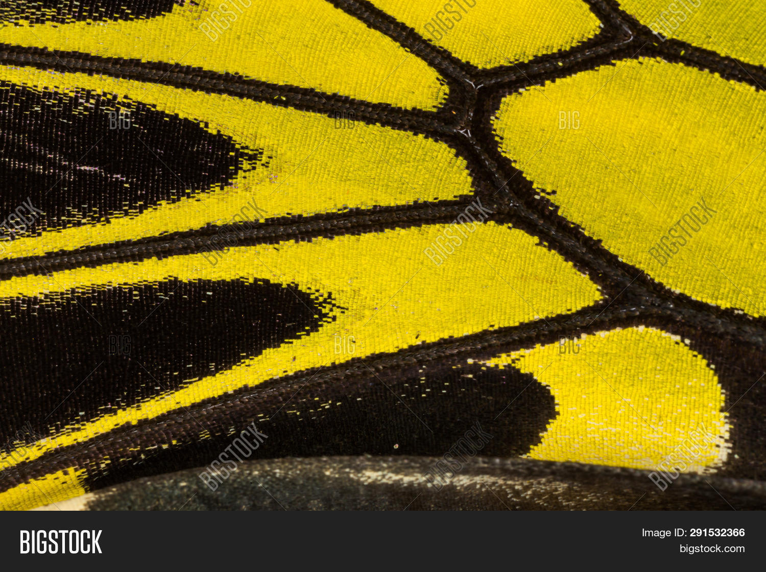 Butterfly Wing Texture Image & Photo (Free Trial) | Bigstock