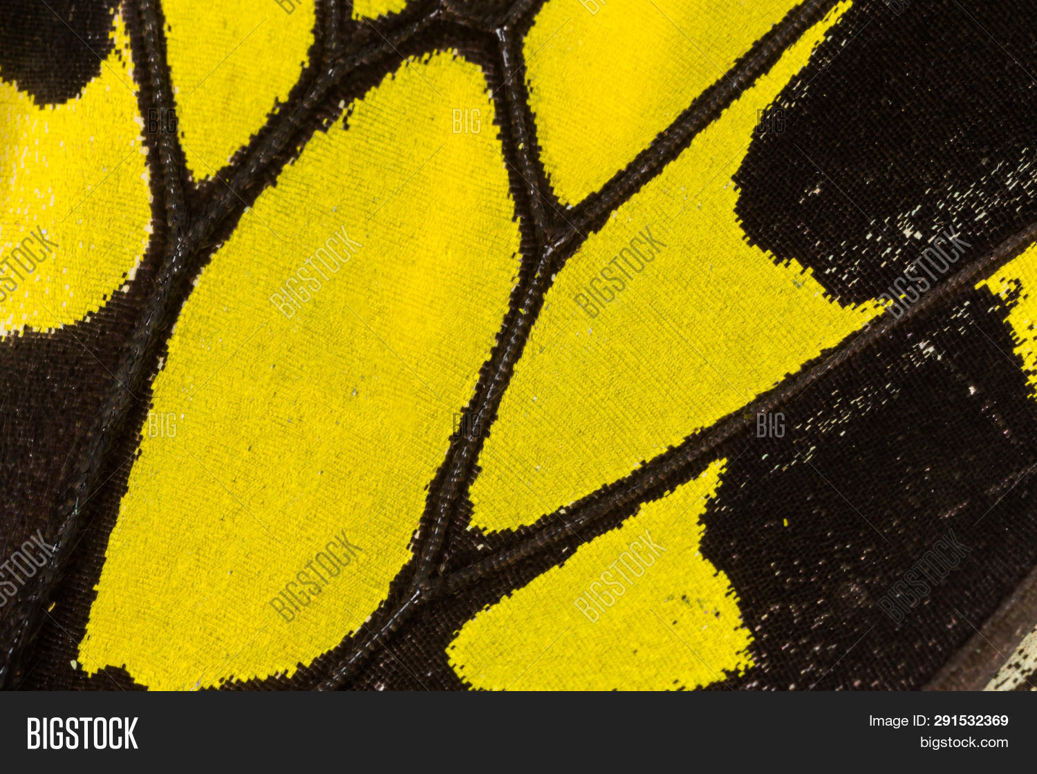 Butterfly Wing Texture Image & Photo (Free Trial) | Bigstock