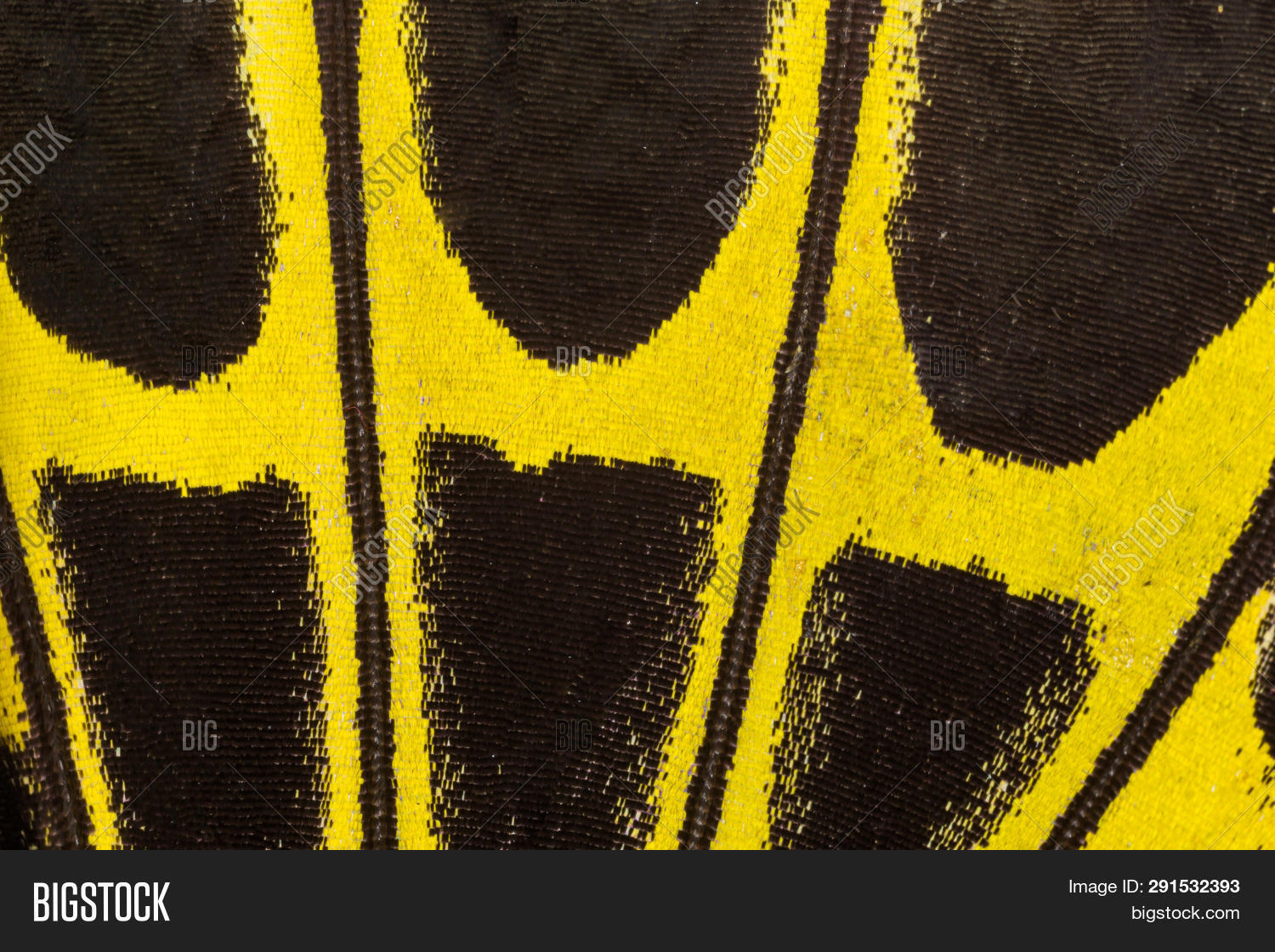 Butterfly Wing Texture Image & Photo (Free Trial) | Bigstock