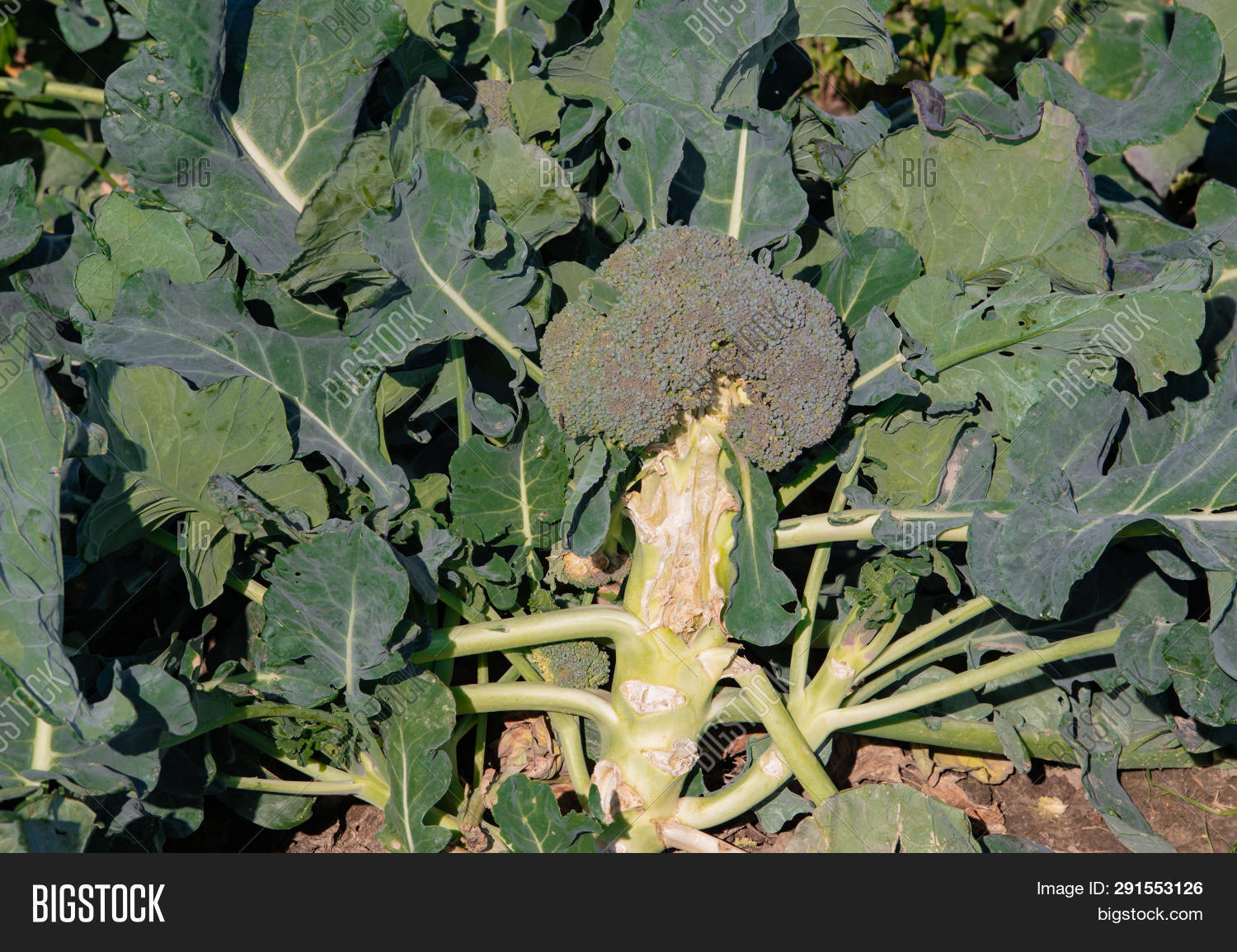 Broccoli Field Cabbage Image & Photo (Free Trial) | Bigstock