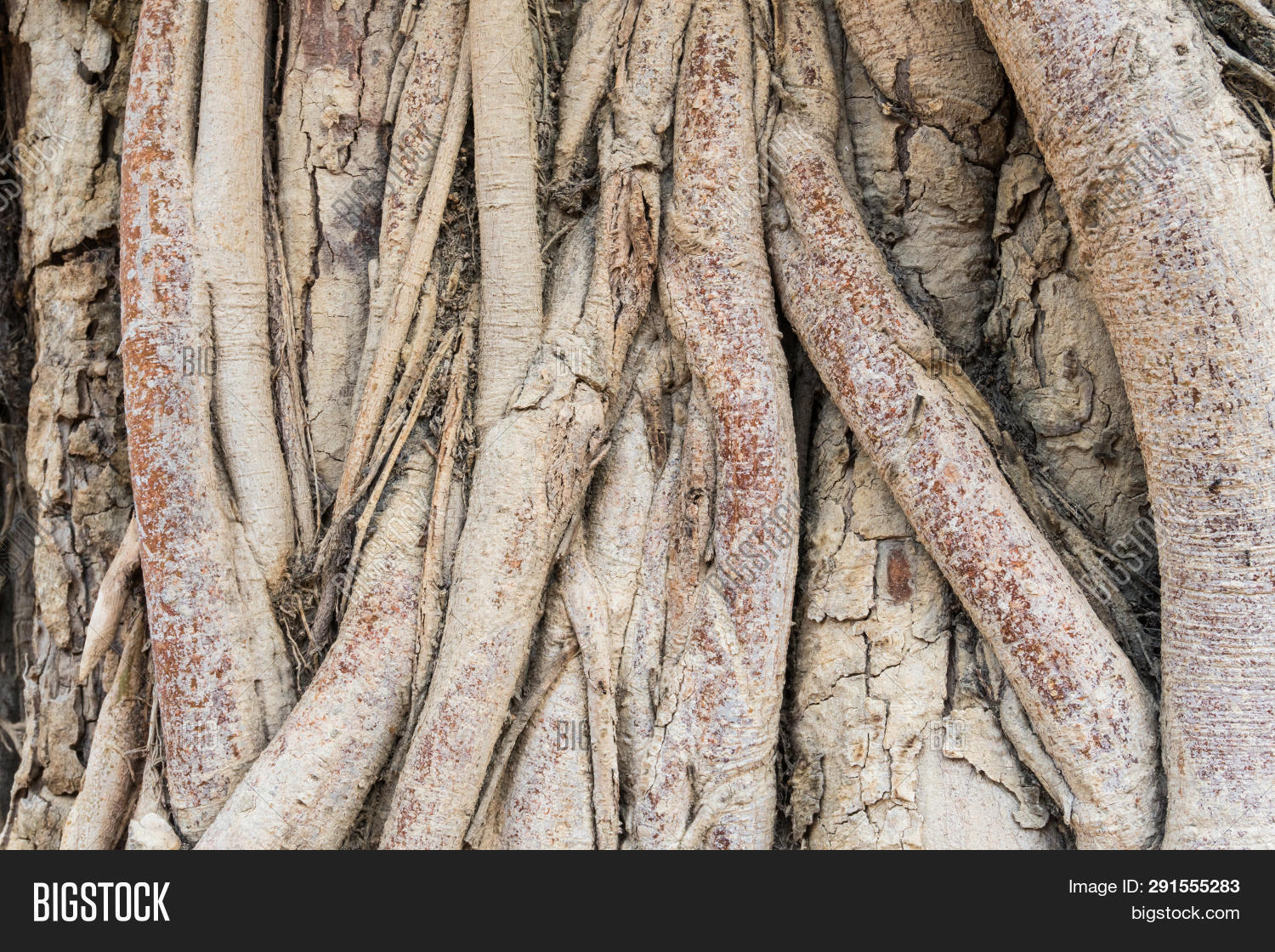 Old Tree Roots Image & Photo (Free Trial) | Bigstock
