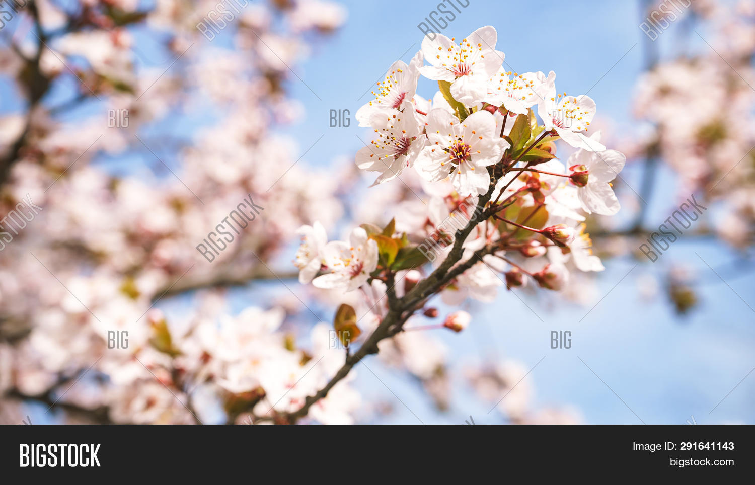 Spring Tree Flowers Image & Photo (Free Trial) | Bigstock