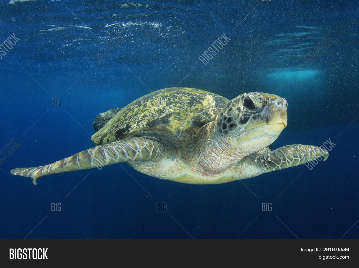 Green Turtle (Chelonia Image & Photo (Free Trial) | Bigstock