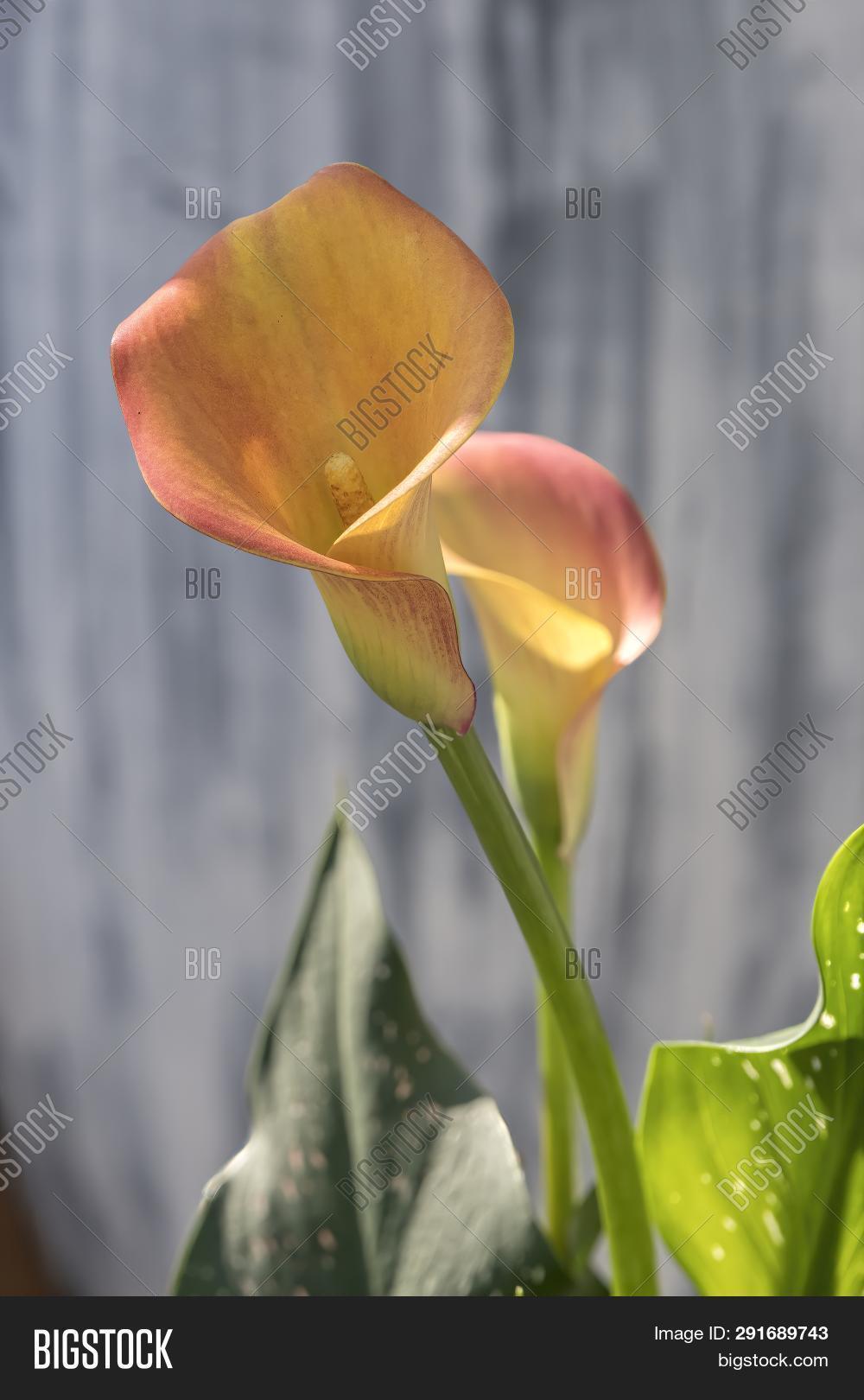 Calla Lily Bloom Image & Photo (Free Trial) | Bigstock