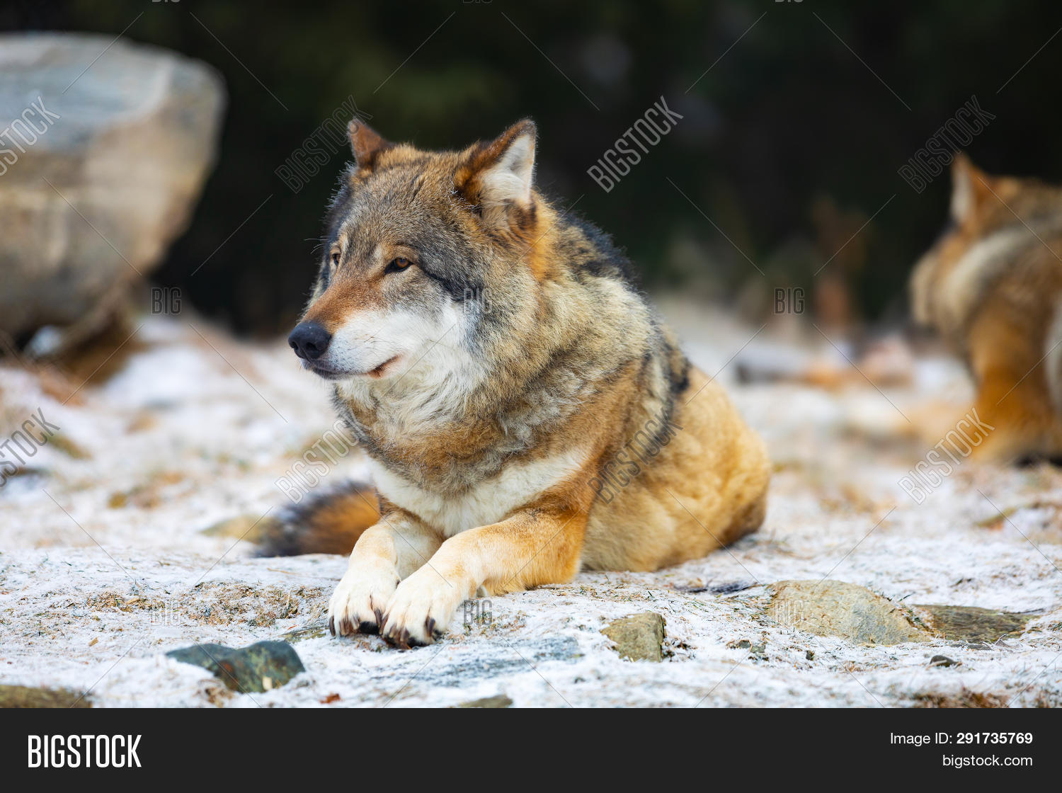 Resting Wolfes Wolf Image & Photo (Free Trial) | Bigstock