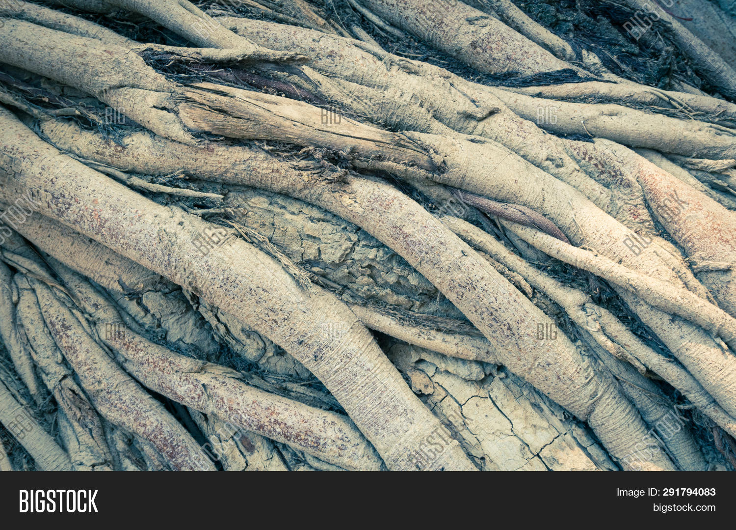 Vintage Crosswise Old Image & Photo (Free Trial) | Bigstock