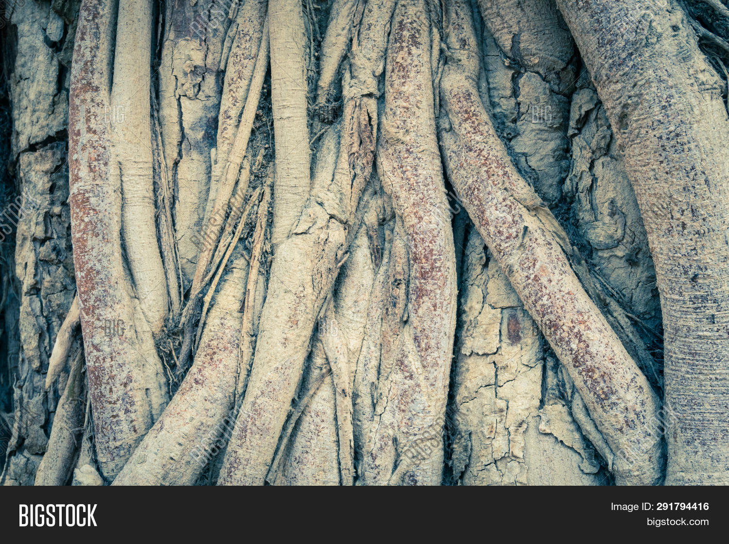 Vintage Old Tree Roots Image & Photo (Free Trial) | Bigstock