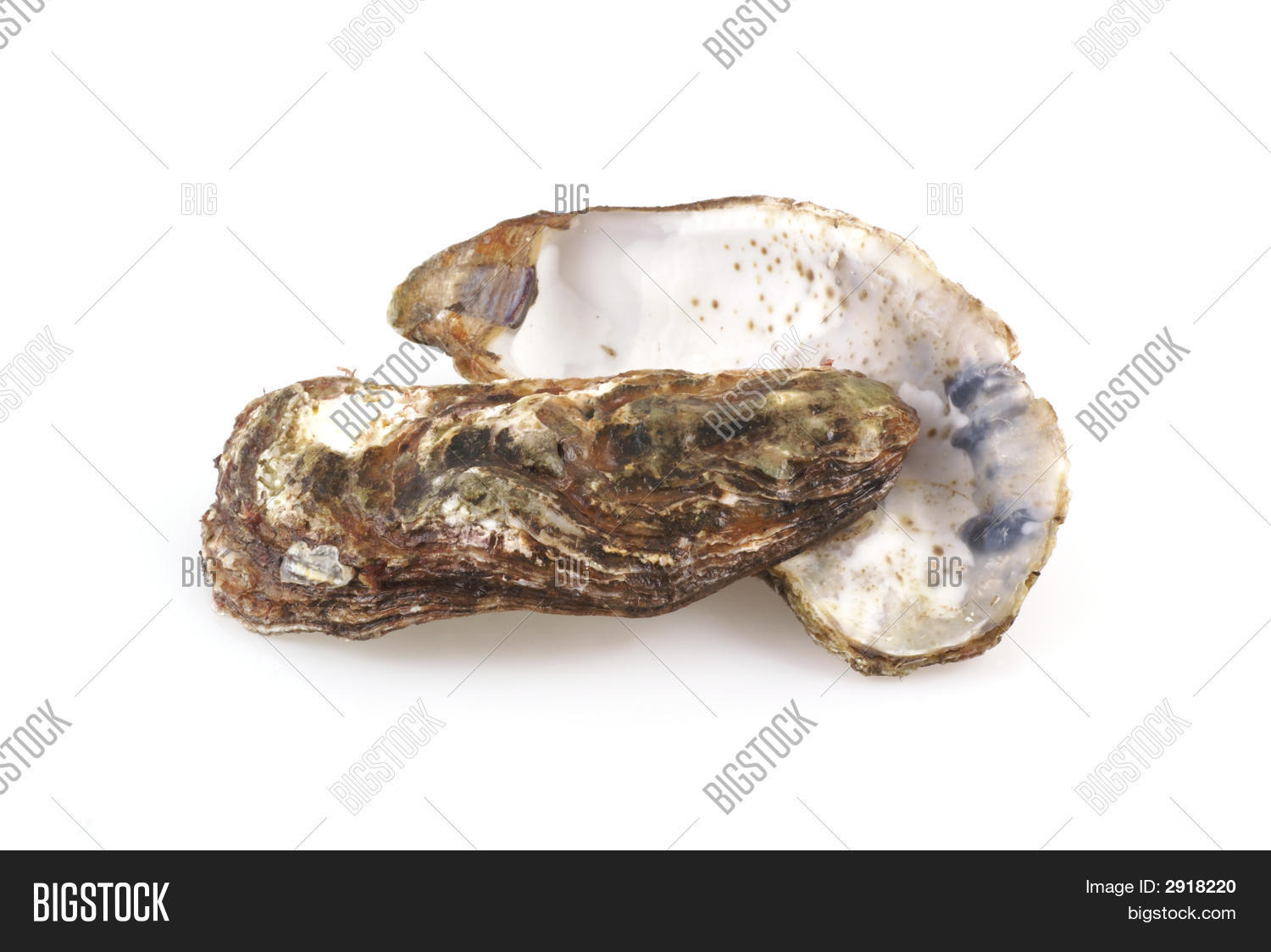 Oyster Shells Image & Photo (Free Trial) | Bigstock
