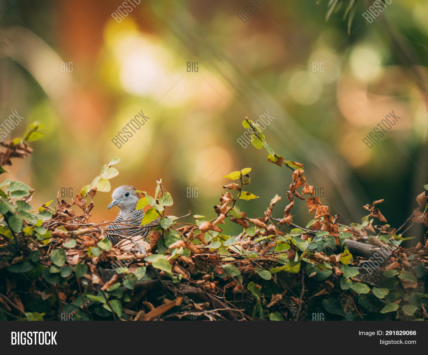 Lovely Dove Sittting Image & Photo (Free Trial) | Bigstock