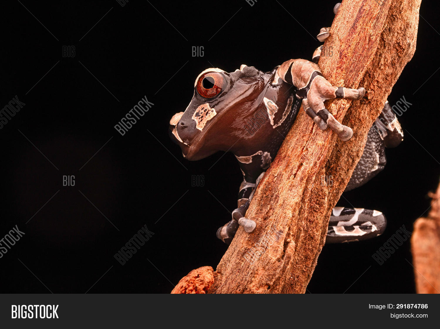 Spiny Headed Tree Frog Image & Photo (Free Trial) | Bigstock