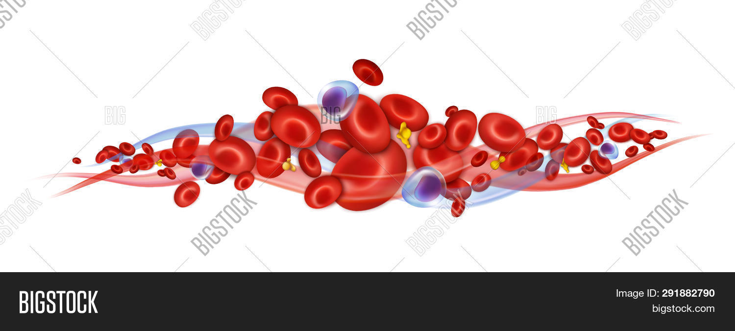 Blood Corpuscles. Image & Photo (Free Trial) | Bigstock