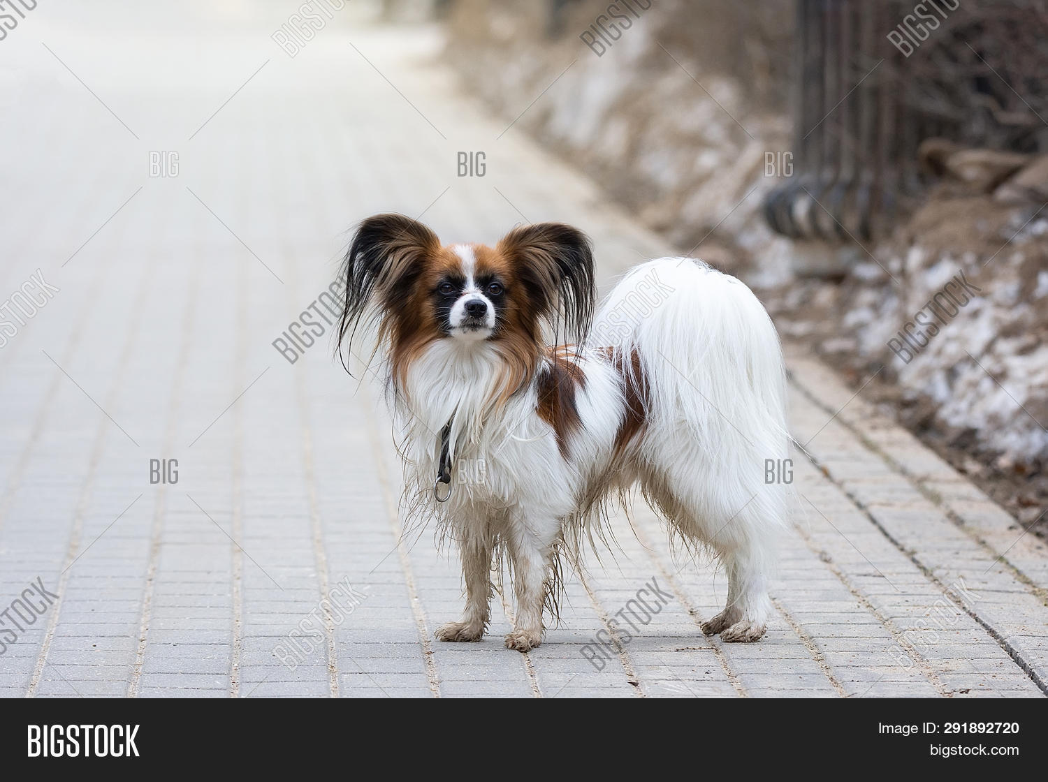 Papillon Dog Outdoor Image & Photo (Free Trial) | Bigstock