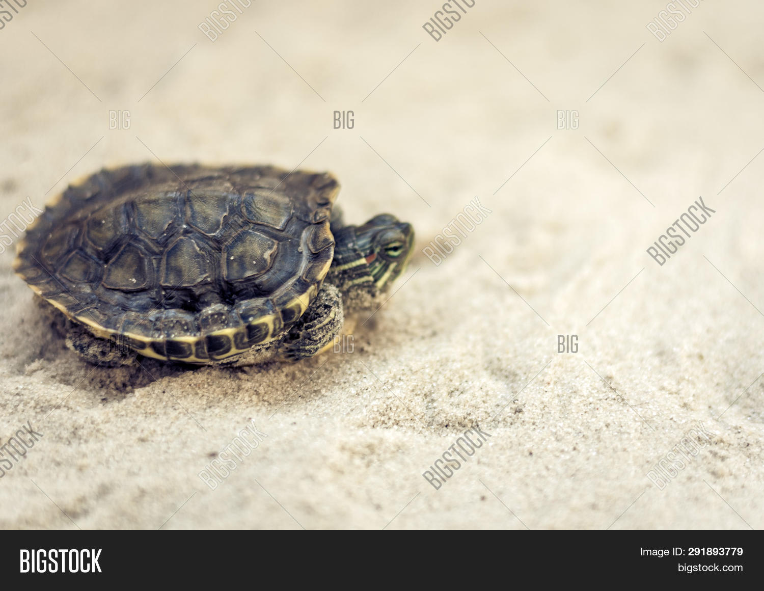Common Slider, Known Image & Photo (Free Trial) | Bigstock
