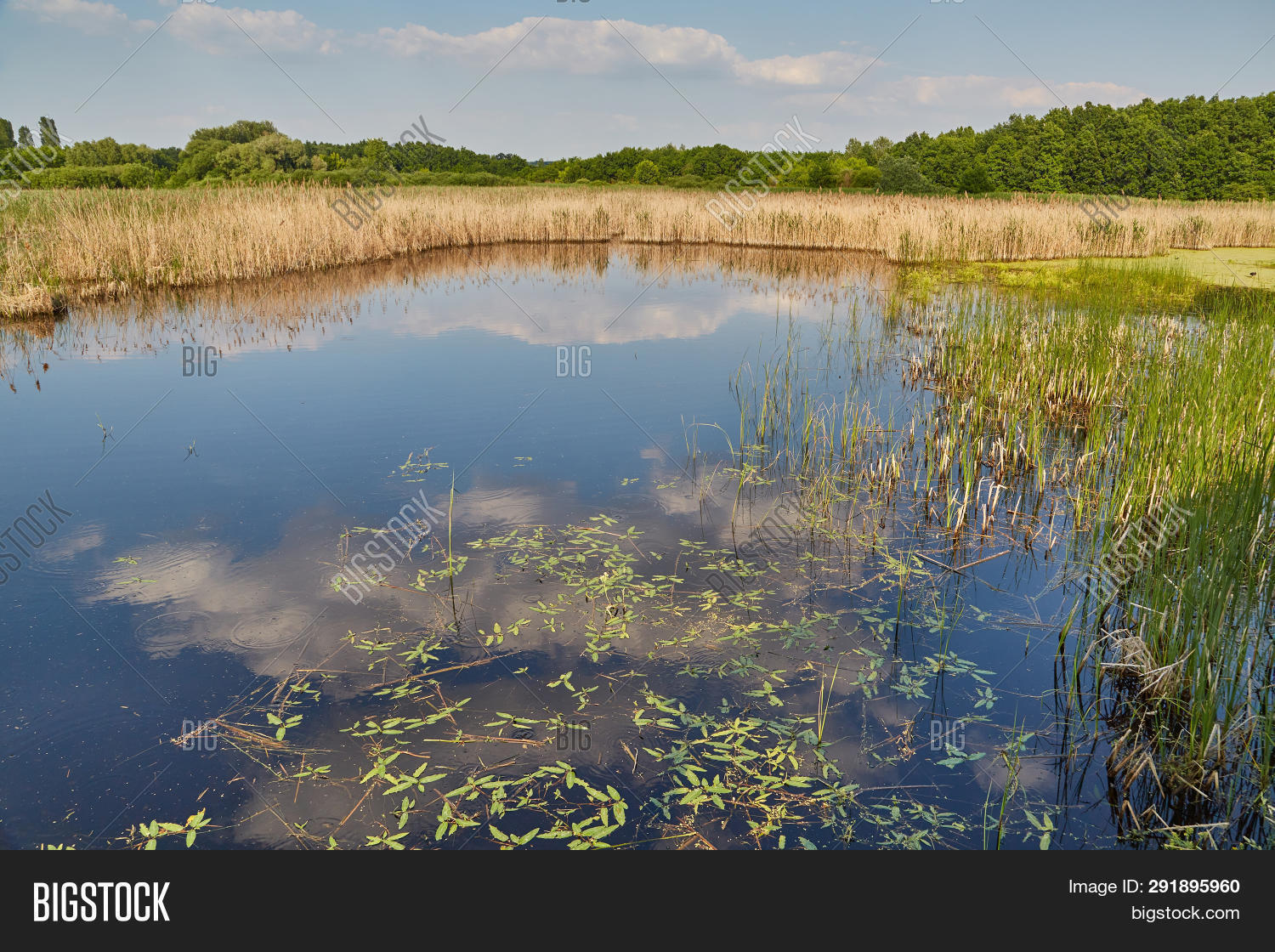 Swampland Lake Summer Image & Photo (Free Trial) | Bigstock