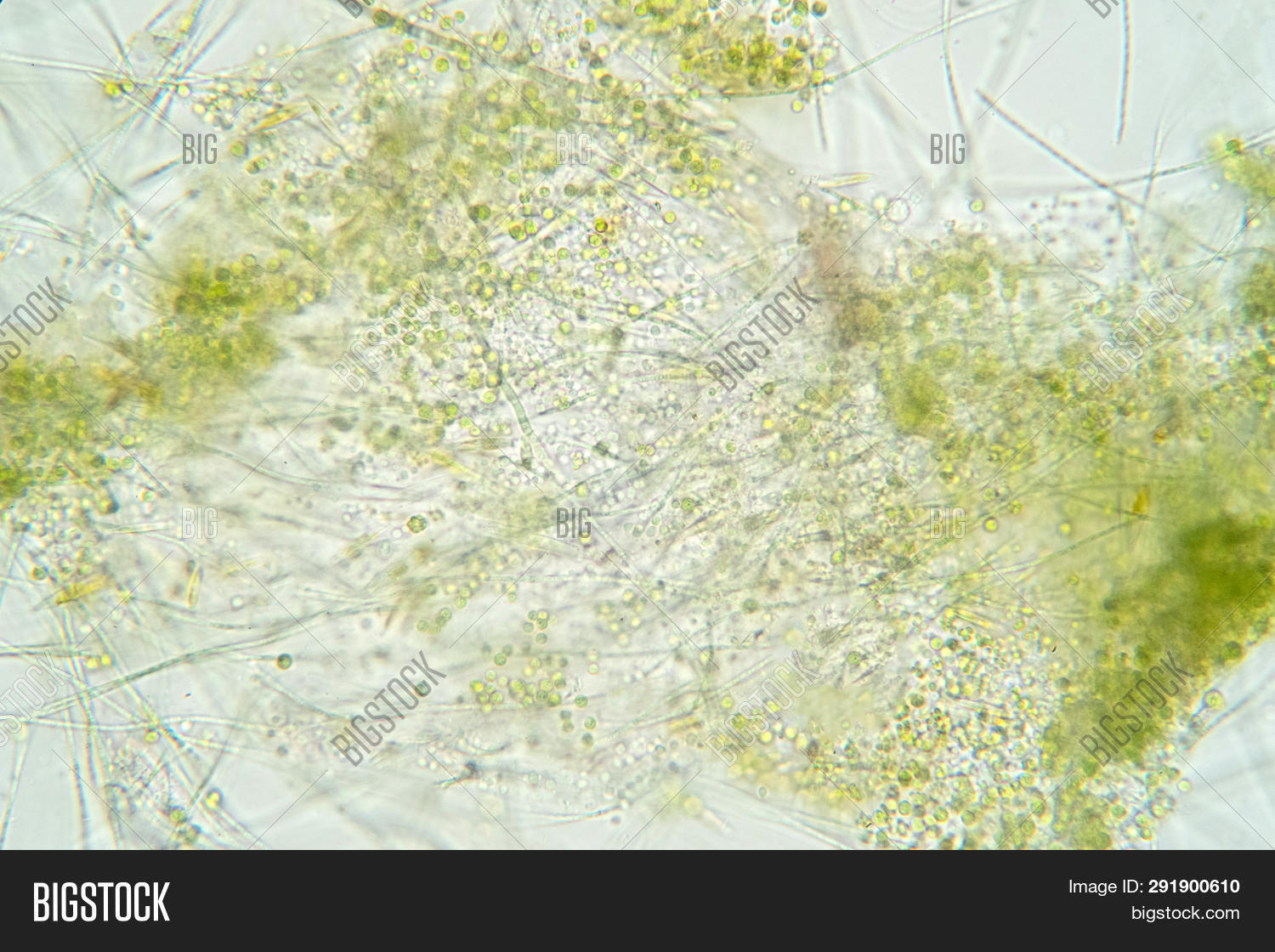 Filamentous Algae Image & Photo (Free Trial) | Bigstock