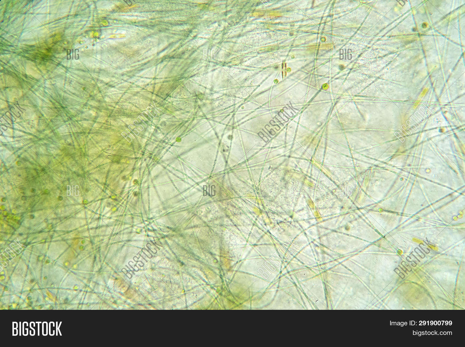 Filamentous Algae Image & Photo (Free Trial) | Bigstock