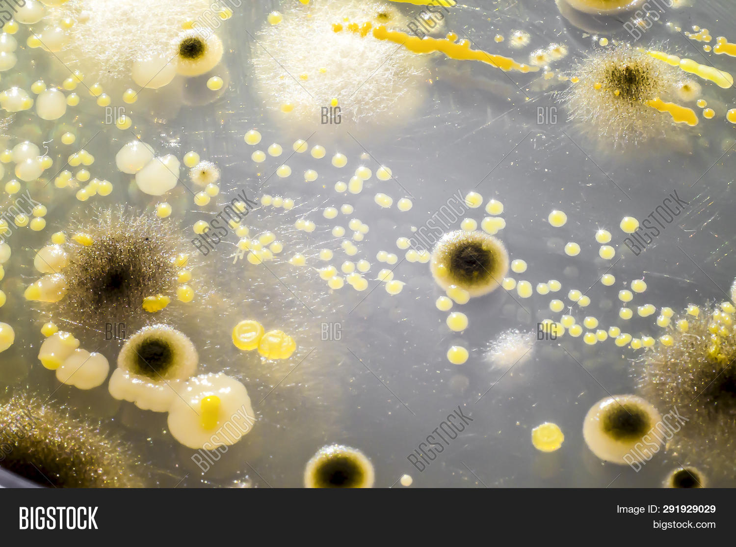 Colonies Different Image & Photo (Free Trial) | Bigstock