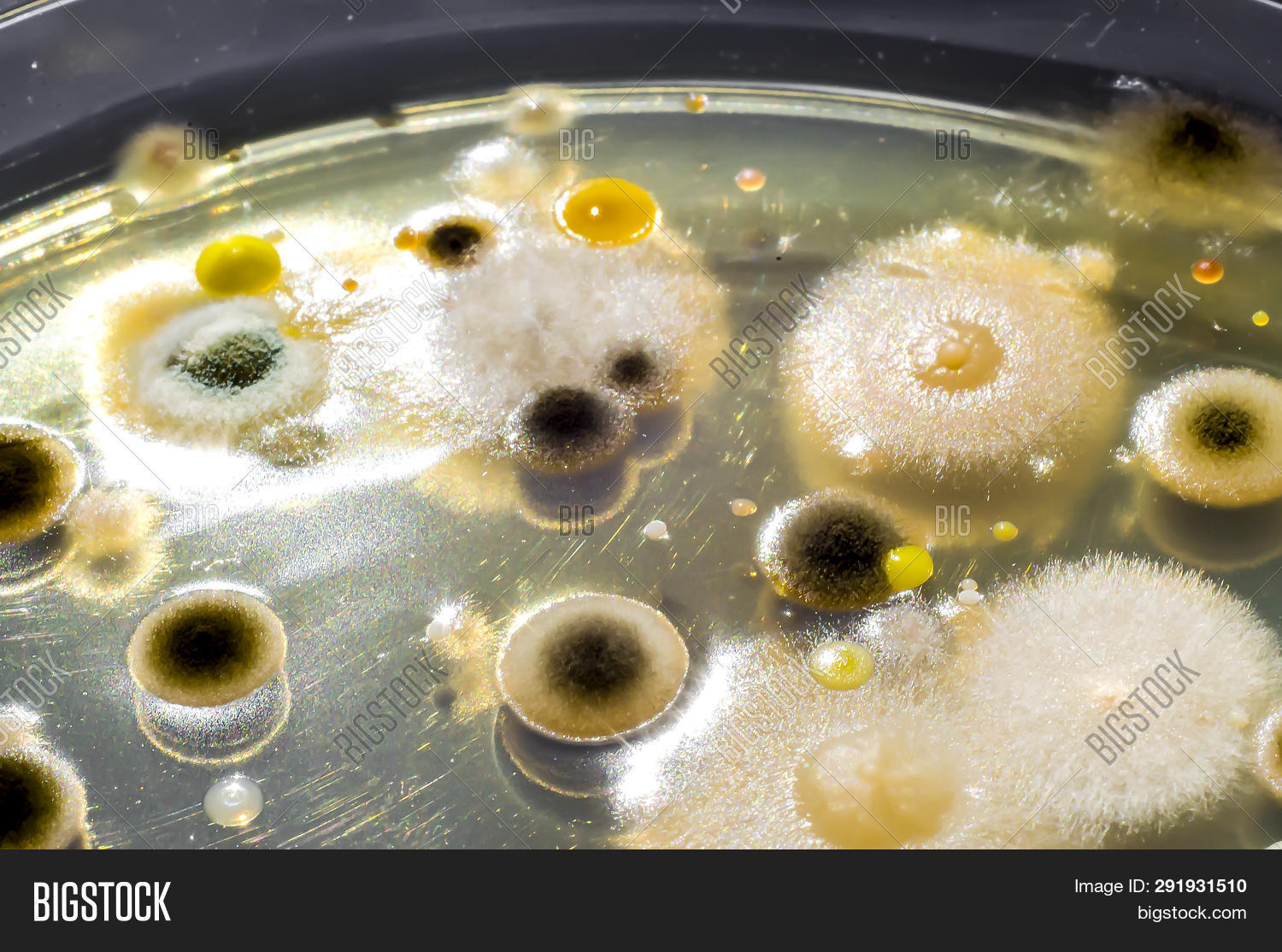 Colonies Different Image & Photo (Free Trial) | Bigstock