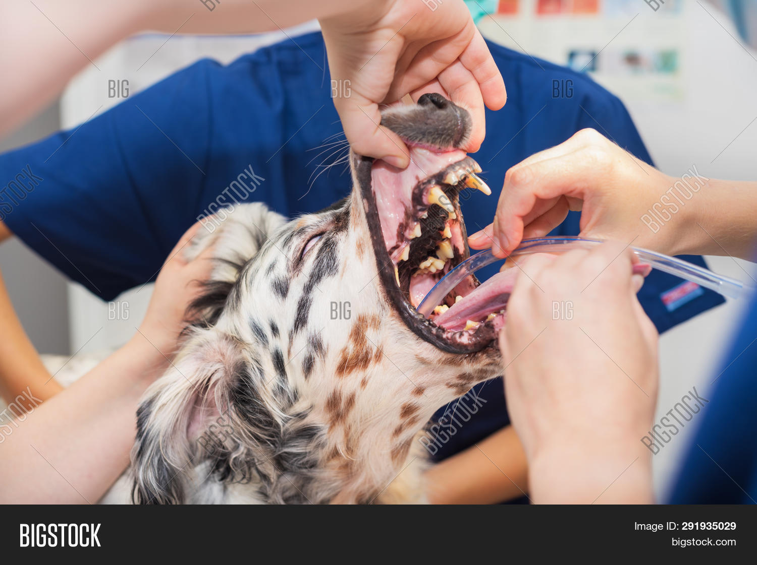 Dog Intubated Surgery Image & Photo (Free Trial) | Bigstock