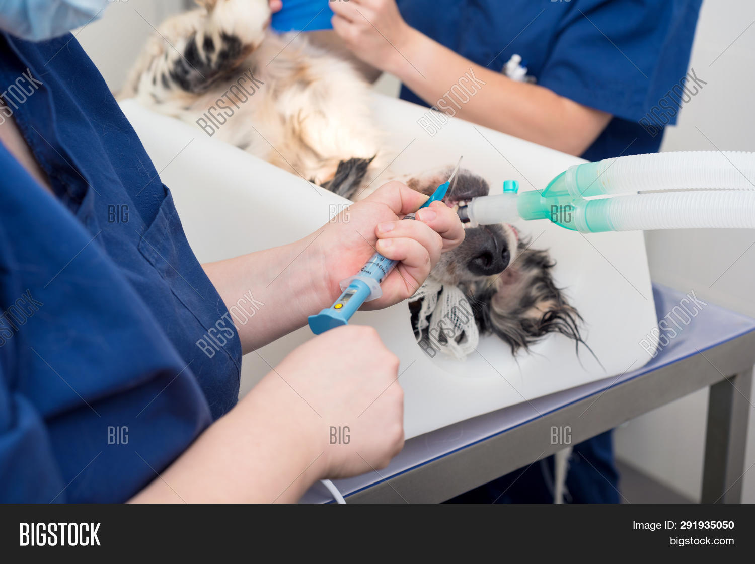 Dog Intubated Surgery Image & Photo (Free Trial) | Bigstock