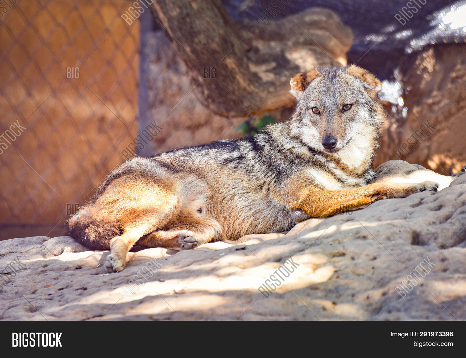 Imagen y foto Golden Jackal Black (prueba gratis) | Bigstock