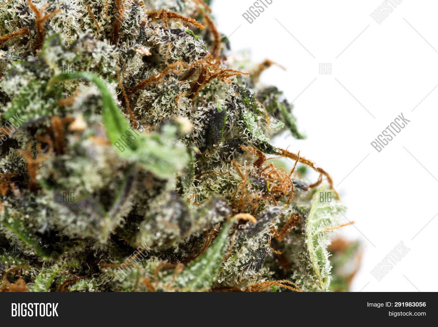 Lsd Strain Cannabis Image & Photo (Free Trial) | Bigstock