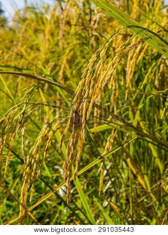 Paddy Rice Paddy Field Image & Photo (Free Trial) | Bigstock