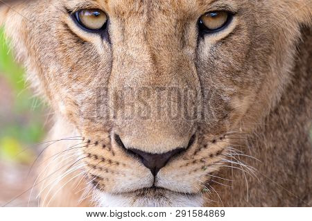 Face Lioness Close- Image & Photo (Free Trial) | Bigstock