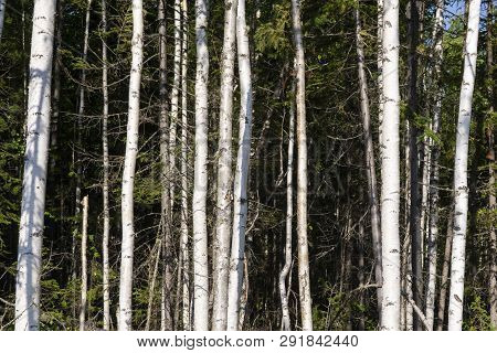 Birch Trees In Bright Sunshine In Late Summer. Trees In A Forest. Birch Trees Trunks - Black And ...