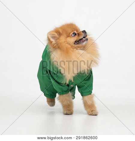 Funny Pomeranian Spitz Image & Photo (Free Trial) | Bigstock