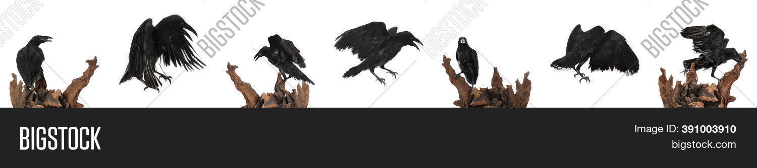 Collage Black Ravens Image & Photo (Free Trial) | Bigstock