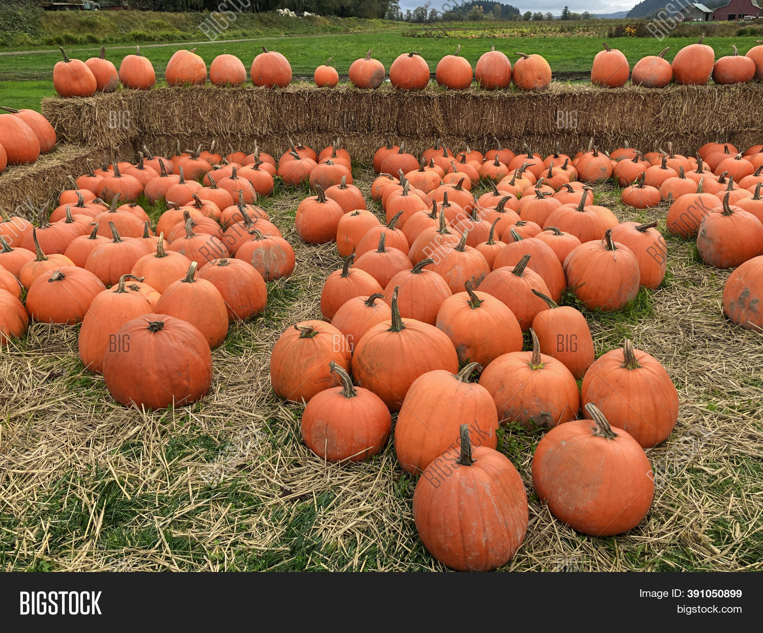 Large, Orange Pumpkins Image & Photo (Free Trial) | Bigstock