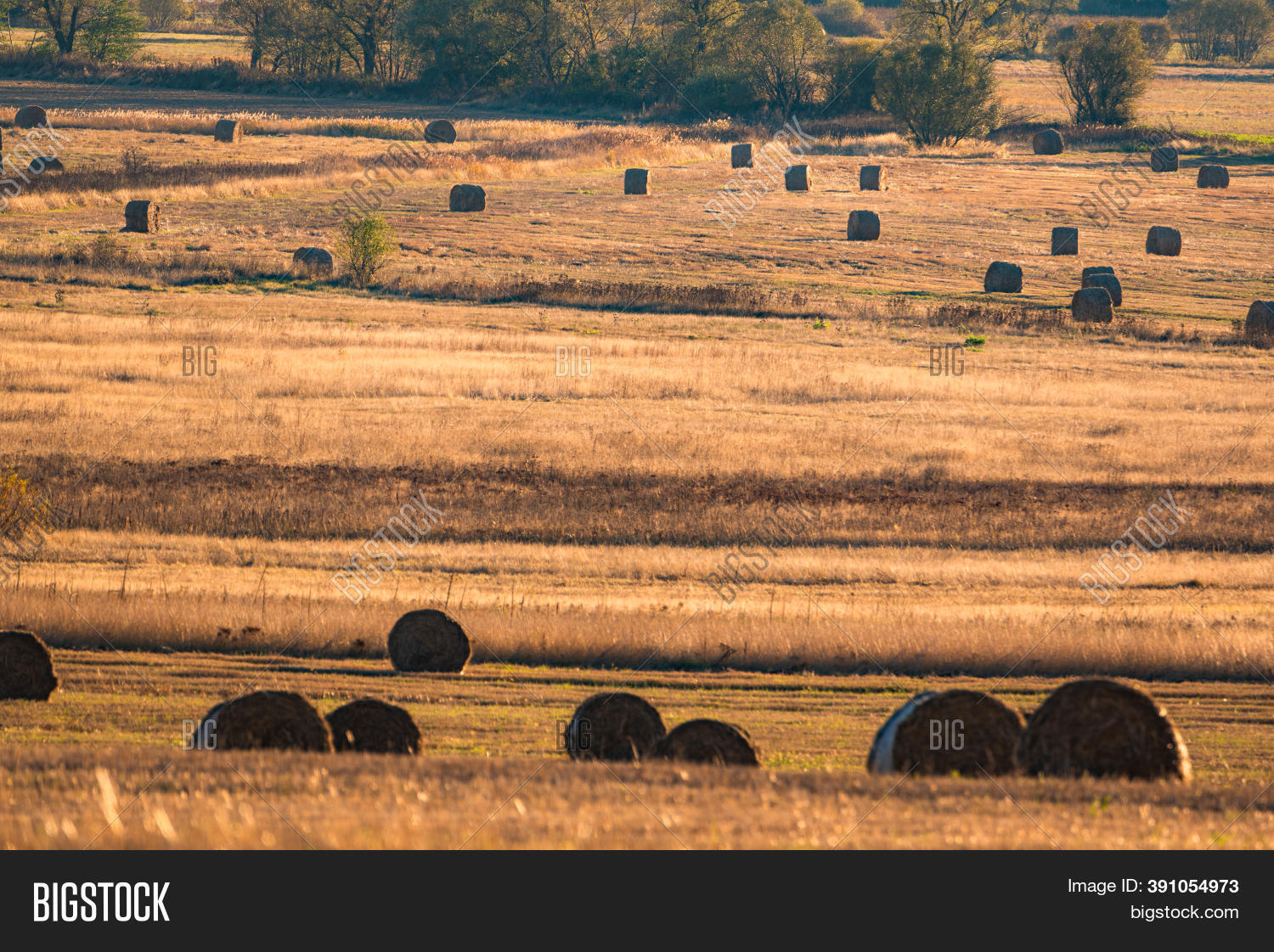 Massive Hay Field Dry Image & Photo (Free Trial) | Bigstock