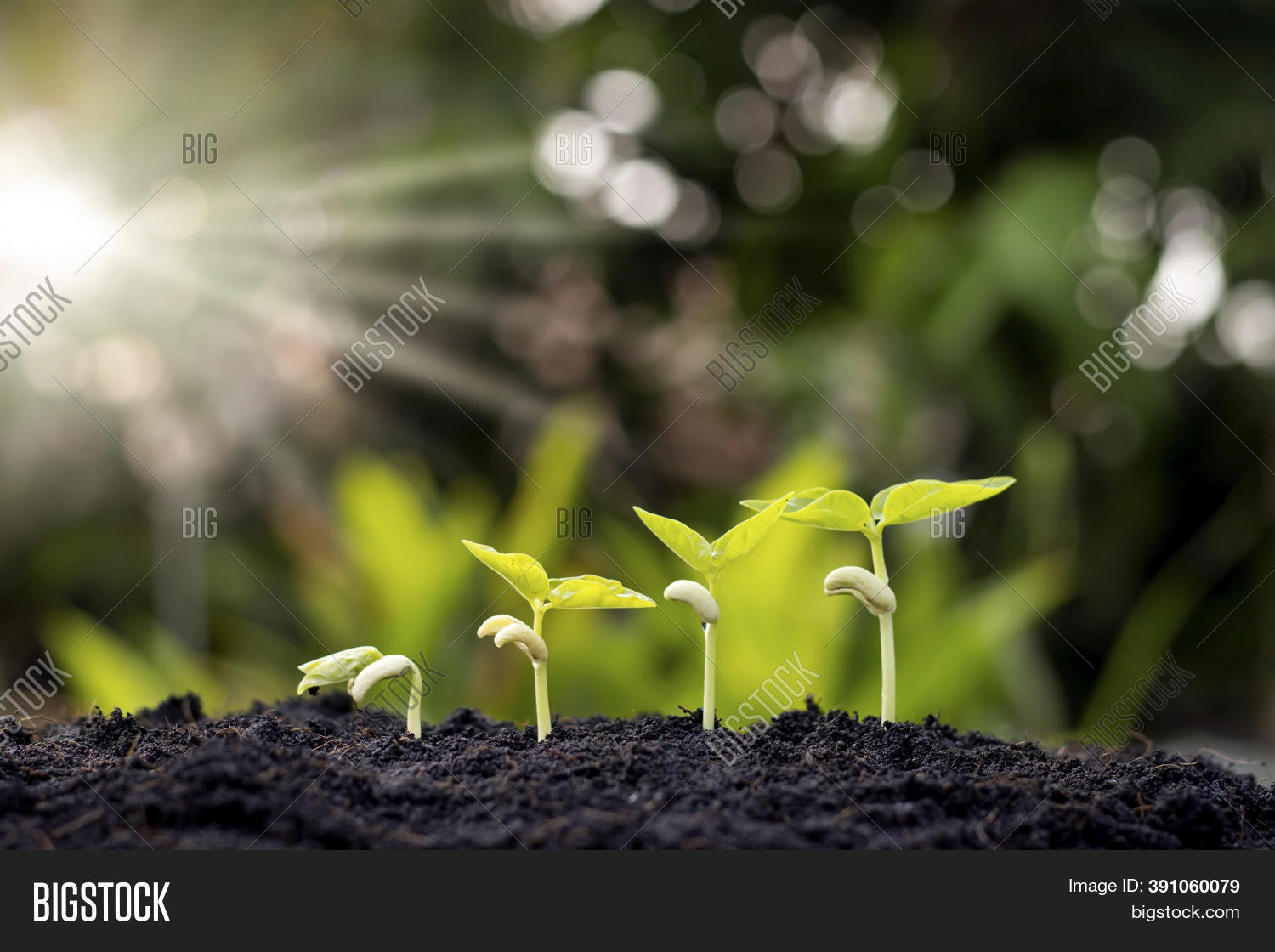 Saplings Growing Image & Photo (Free Trial) | Bigstock