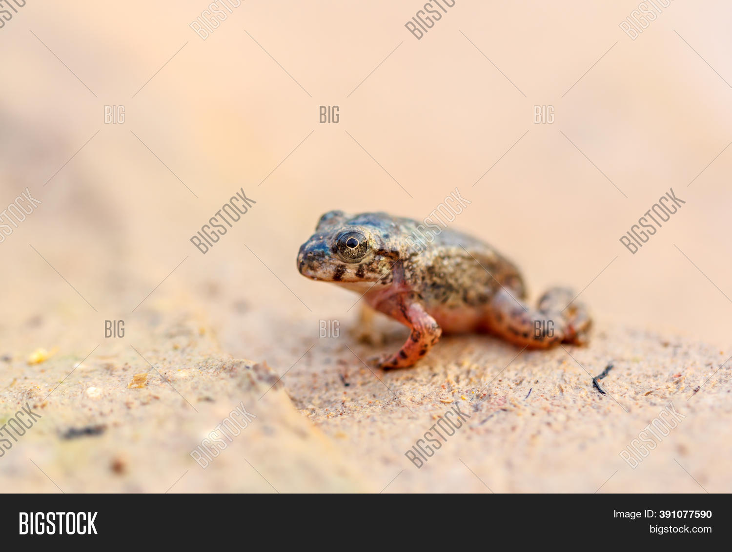 Tadpole Small Nature Image & Photo (Free Trial) | Bigstock