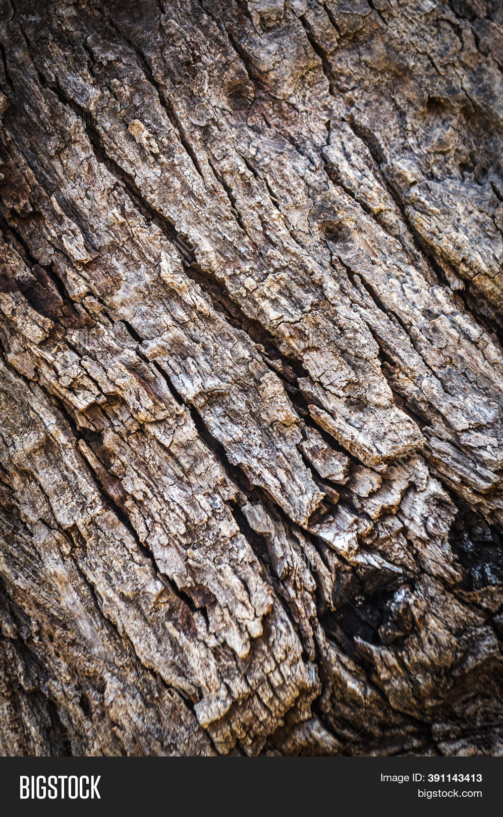 Dead Tree Wood Texture Image & Photo (Free Trial) | Bigstock