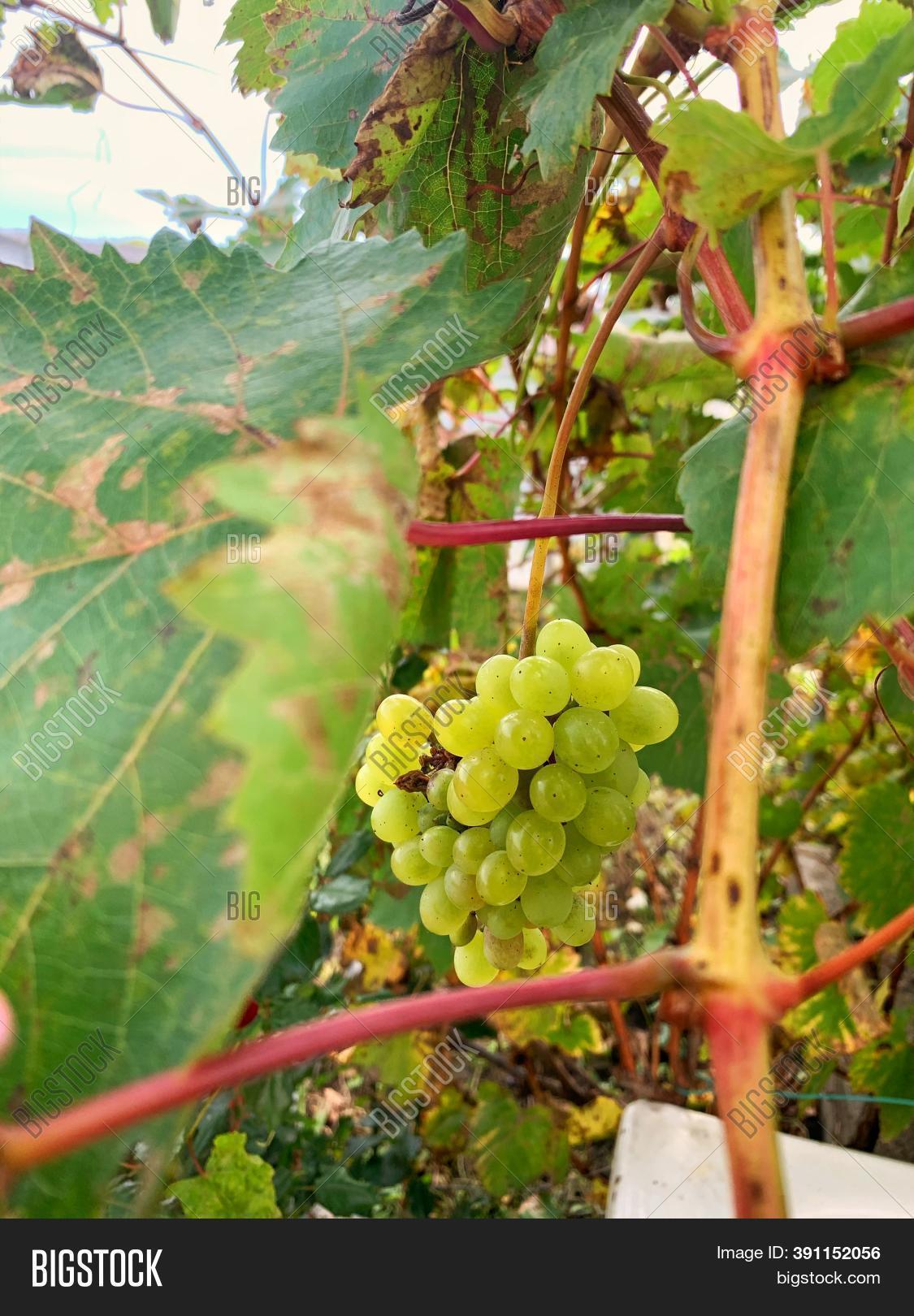 White Grapes On Branch Image & Photo (Free Trial) | Bigstock