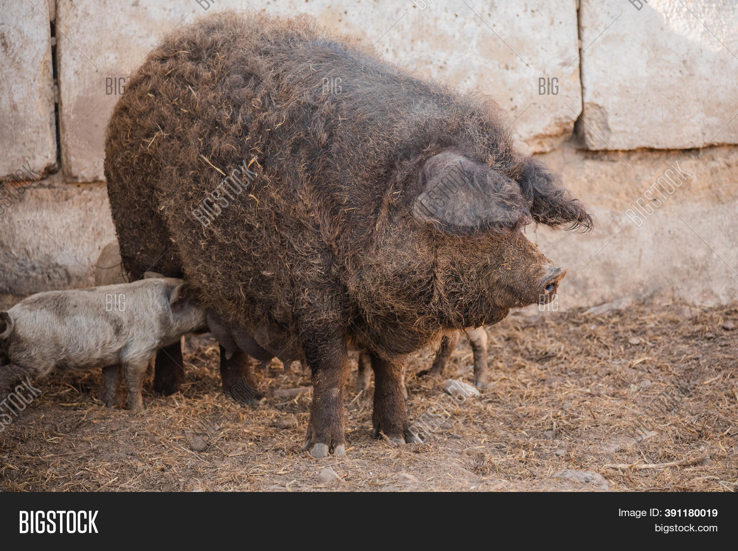 Curly Pig Hungarian Image & Photo (Free Trial) | Bigstock