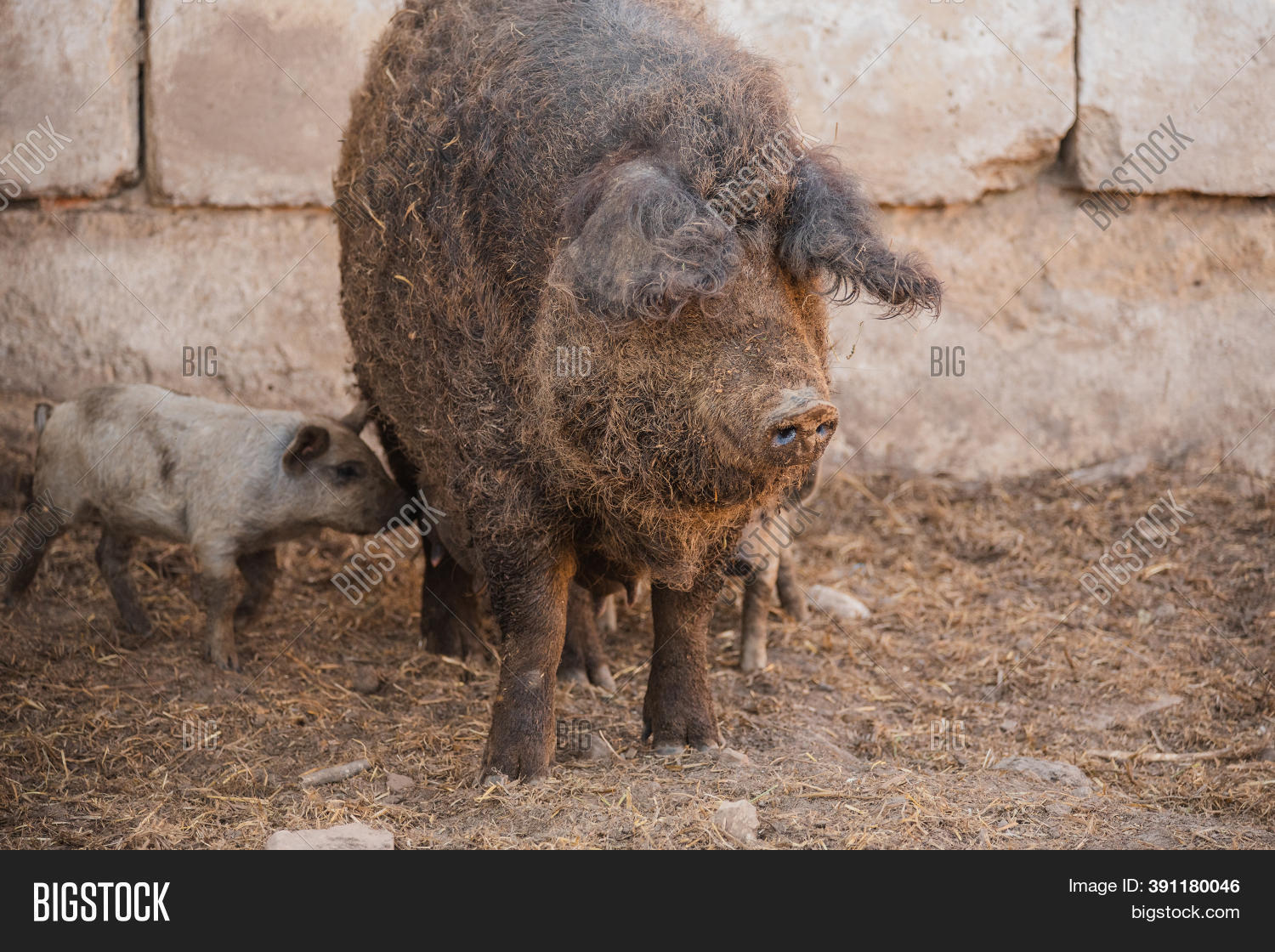 Curly Pig Hungarian Image & Photo (Free Trial) | Bigstock