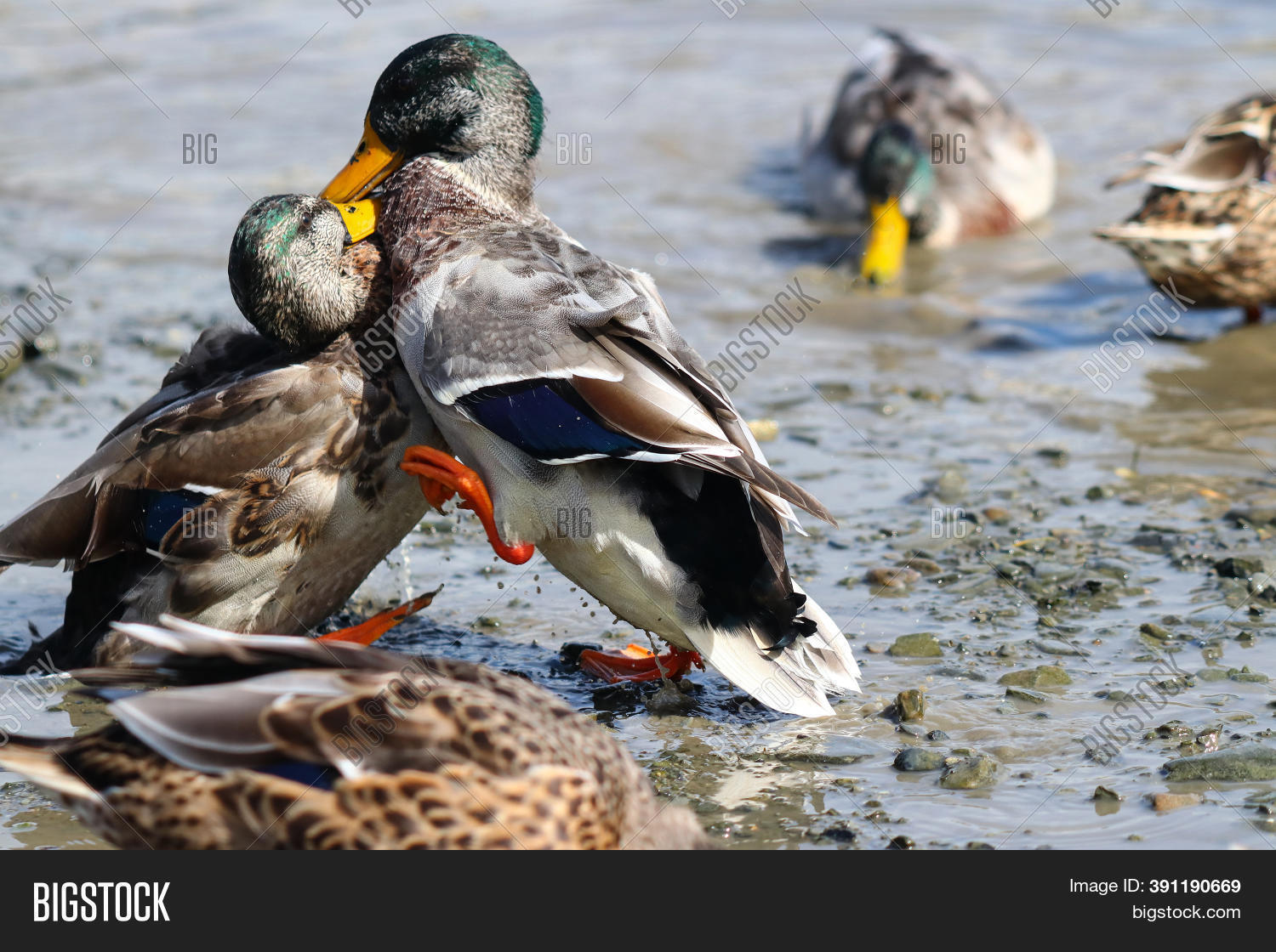 Pair Mallard Ducks Image & Photo (Free Trial) | Bigstock