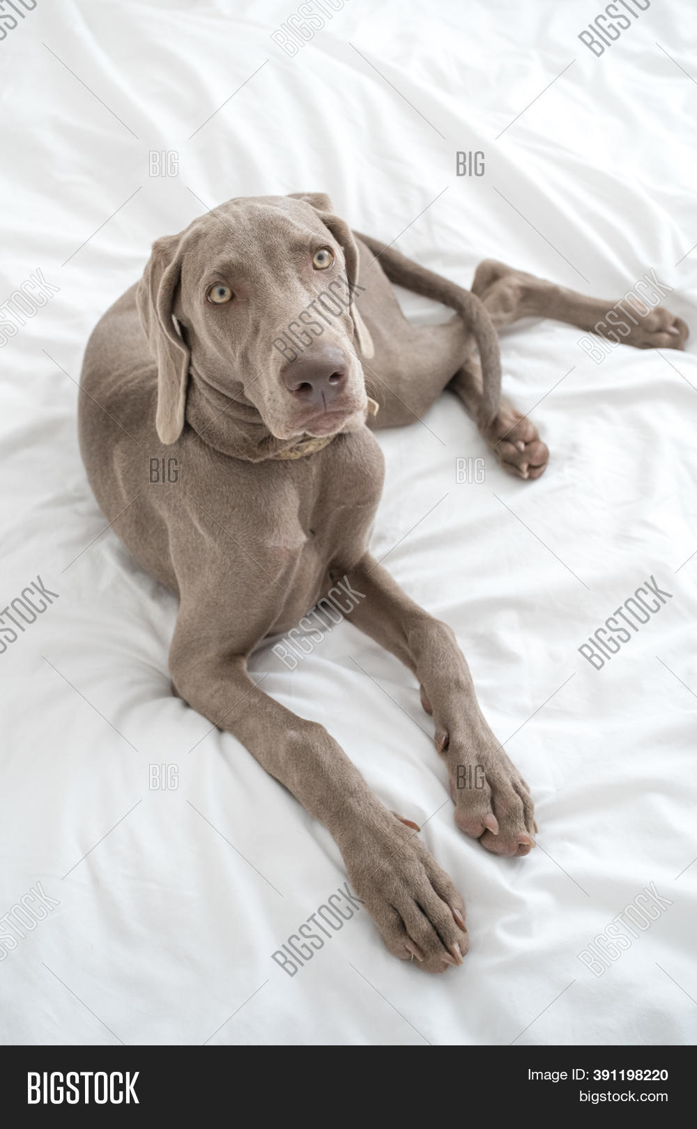 Is A Weimaraner A Pointer