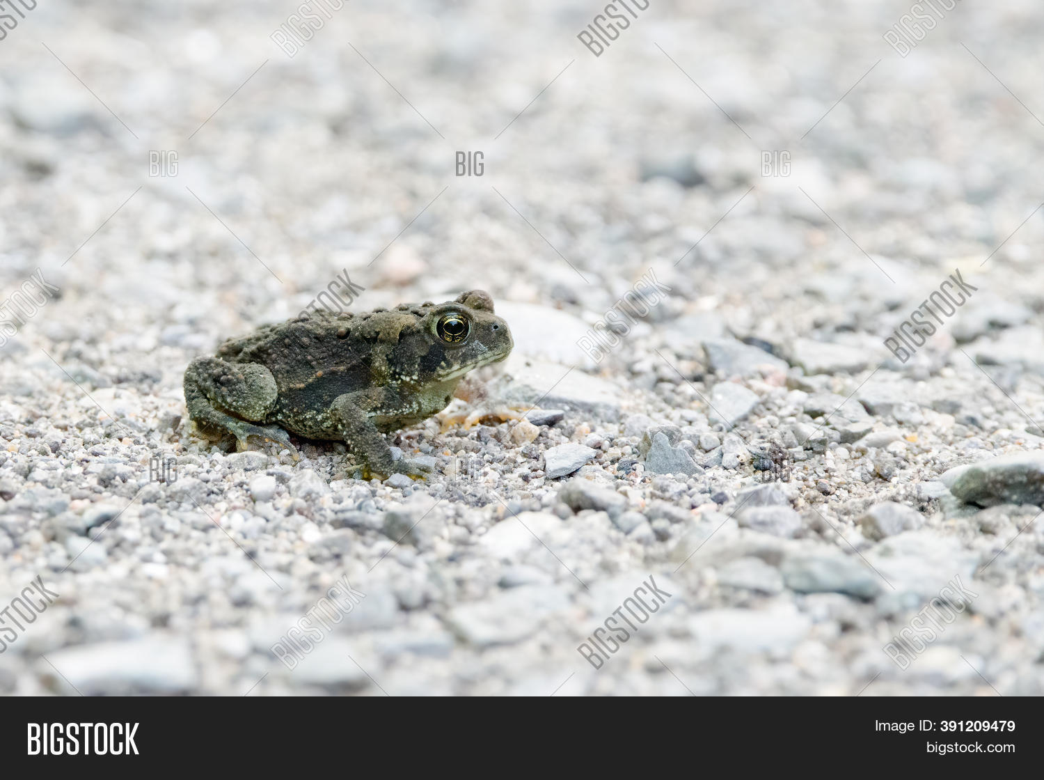American Toads ( Image & Photo (Free Trial) | Bigstock