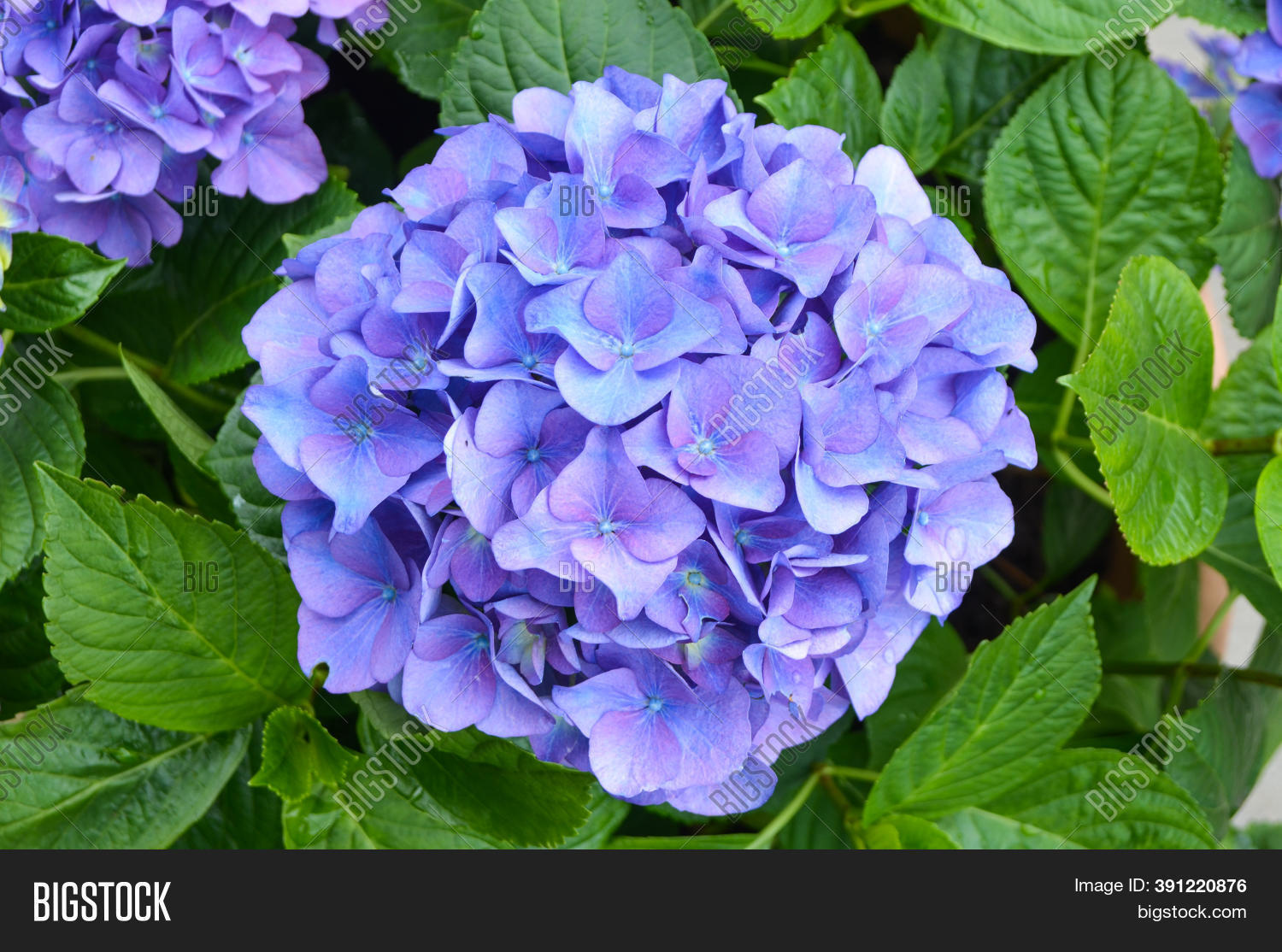 Large Blue Flowers Image & Photo (Free Trial) | Bigstock