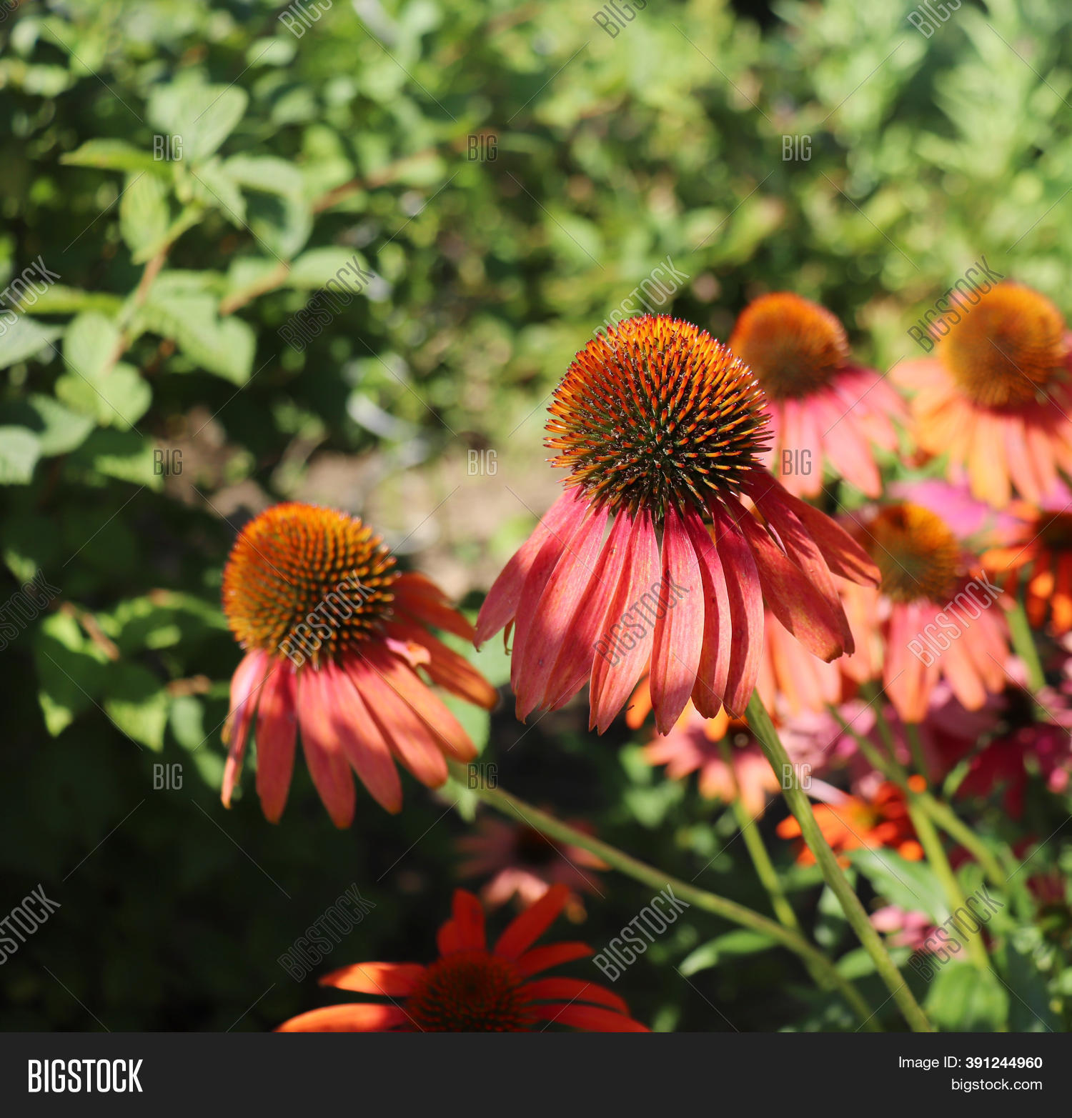 Red Coneflower Image & Photo (Free Trial) | Bigstock