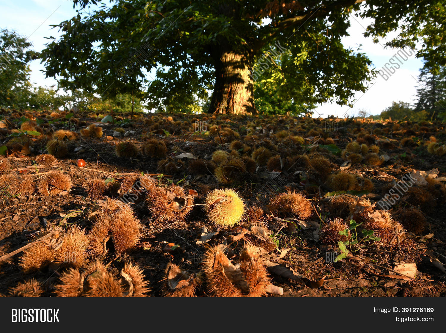 Autumn. Chestnut Image & Photo (Free Trial) | Bigstock