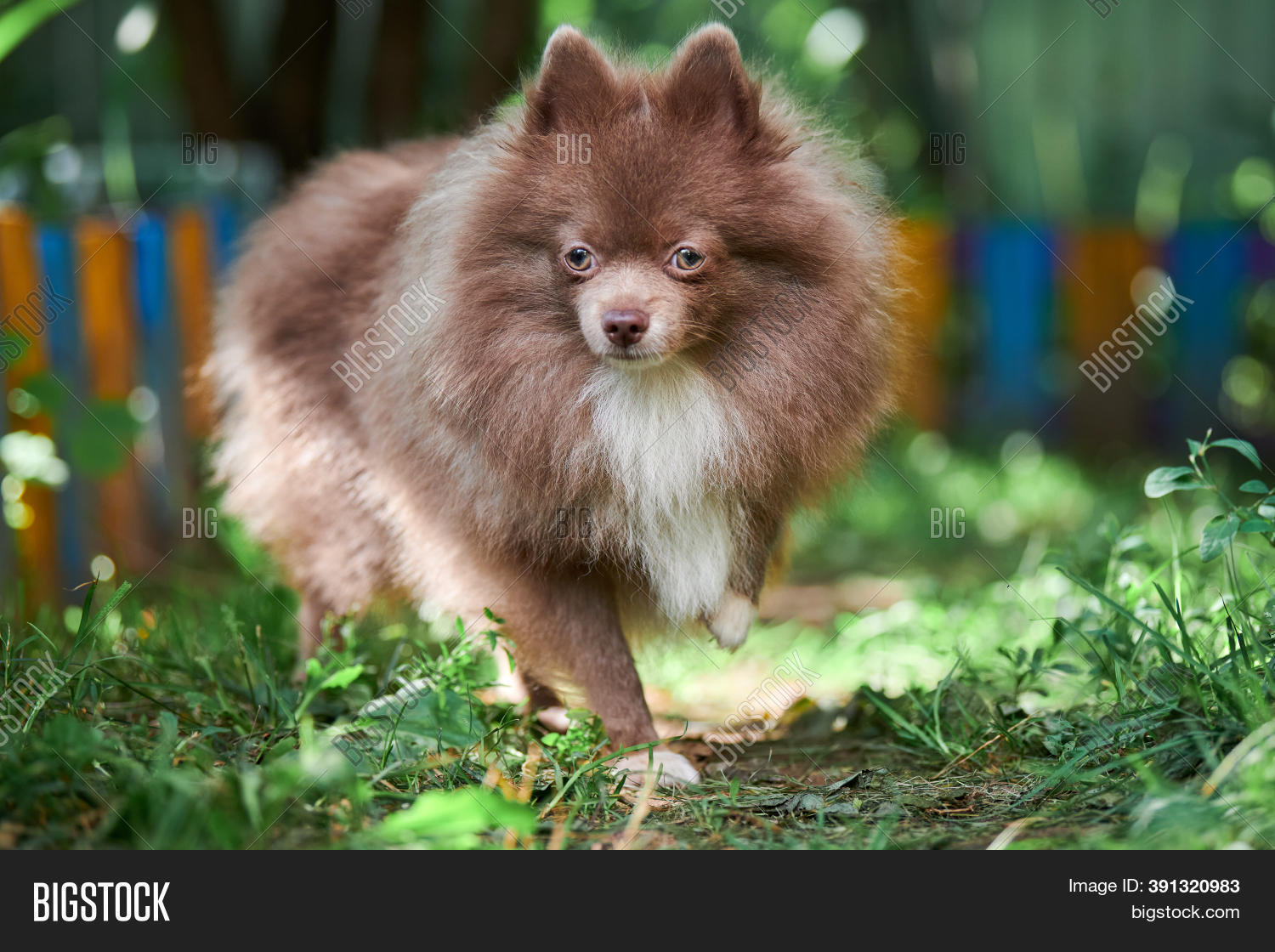 Pomeranian Spitz Dog Image & Photo (Free Trial) | Bigstock