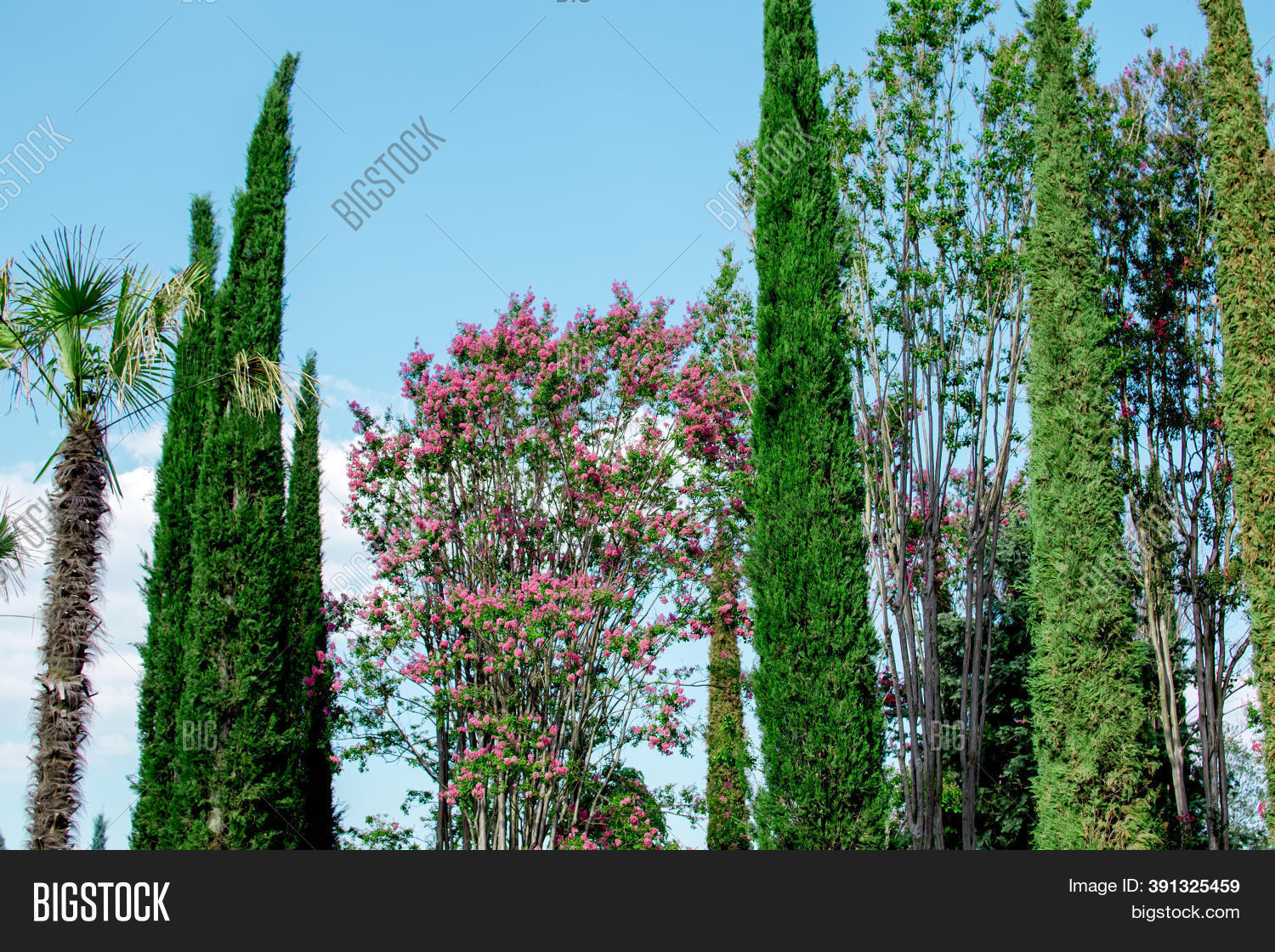 Indian Lilac Among Image & Photo (Free Trial) | Bigstock