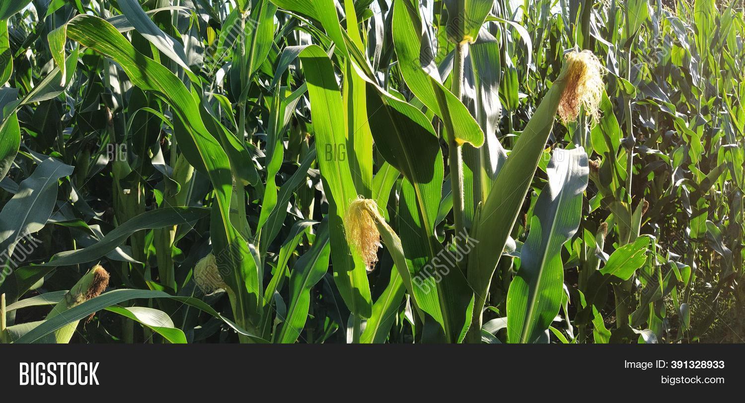 Corn On Stalk Field. Image & Photo (Free Trial) | Bigstock