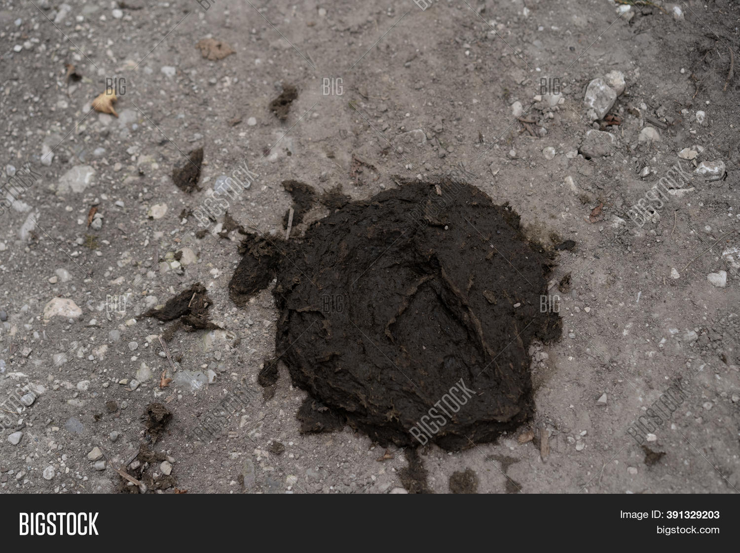 Cow Dung On Ground.cow Image & Photo (Free Trial) | Bigstock