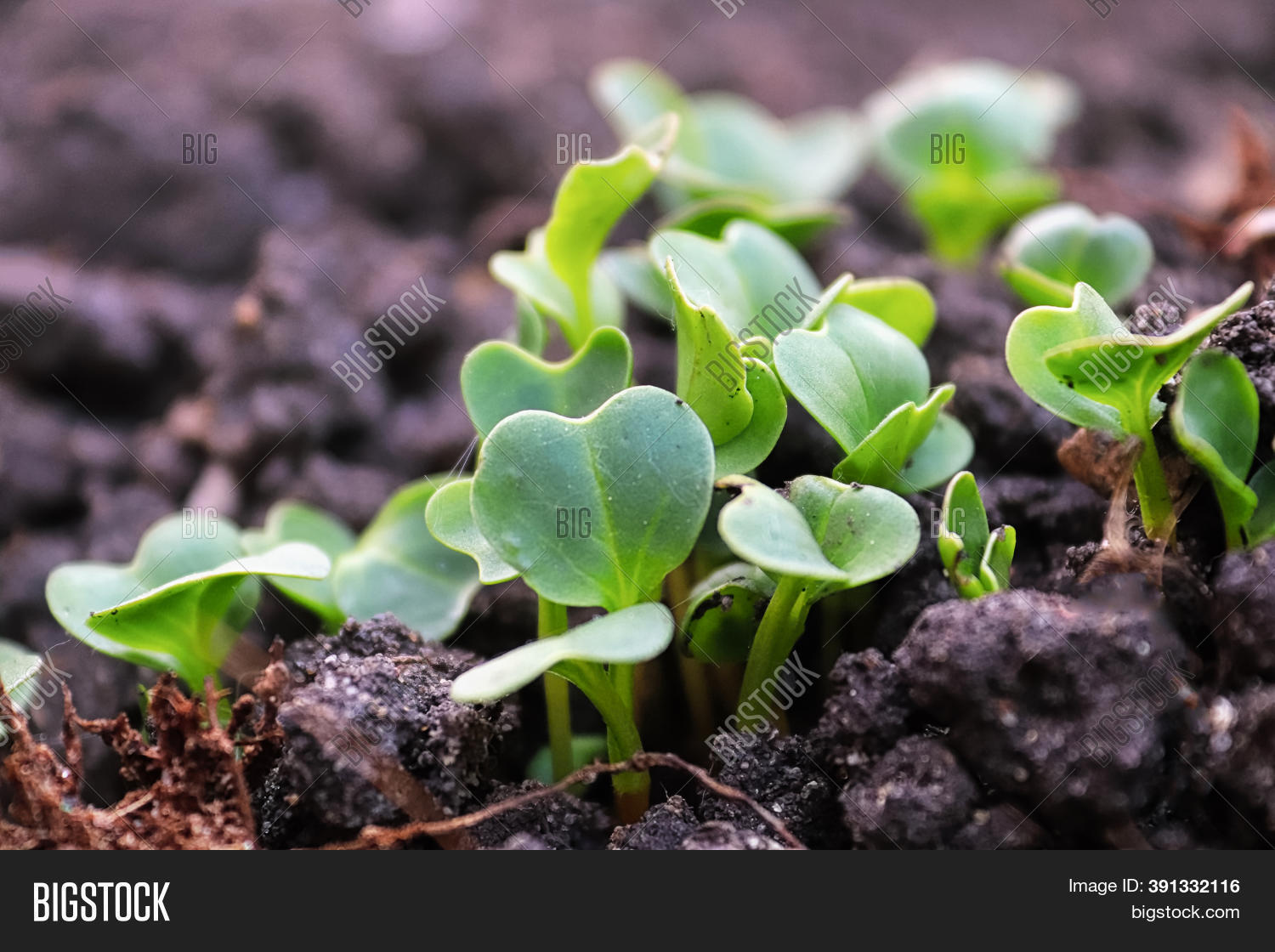 Radish Sprouting Image & Photo (Free Trial) | Bigstock